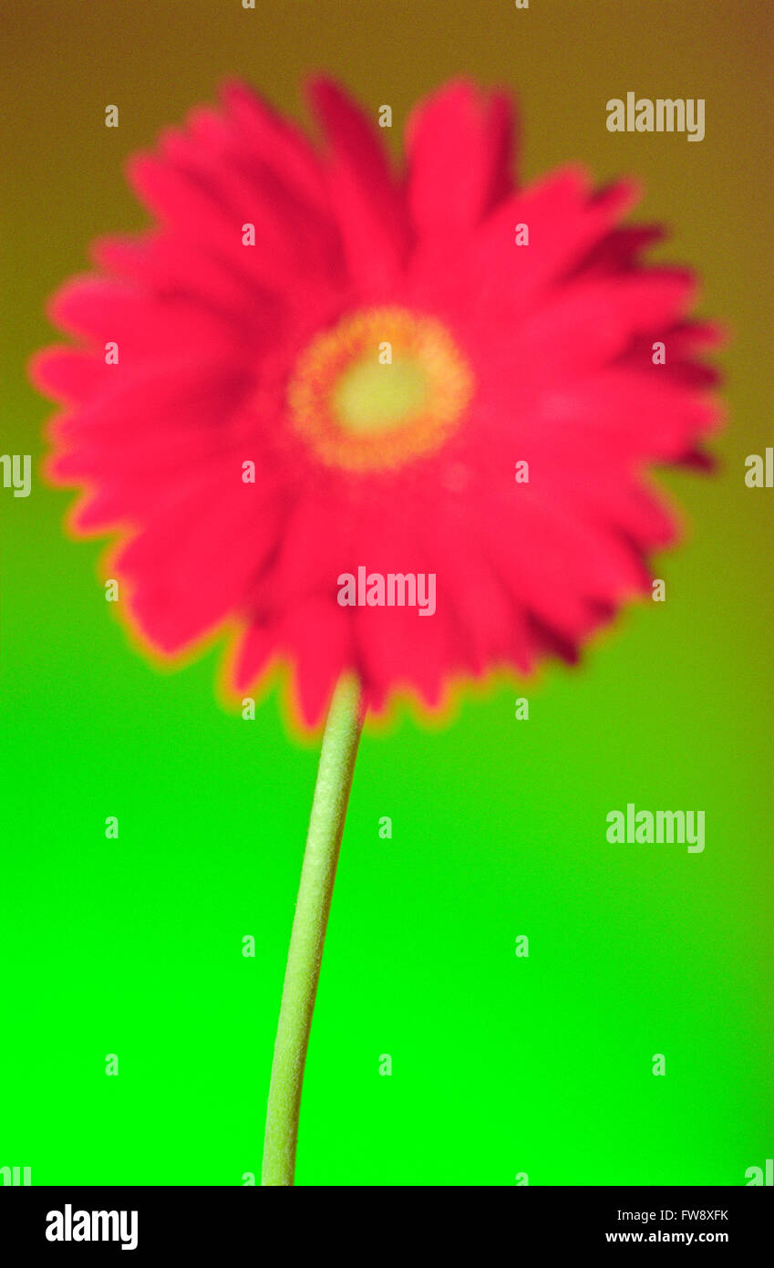 A close up and quite abstract view of a gerbera a type of large daisy ...