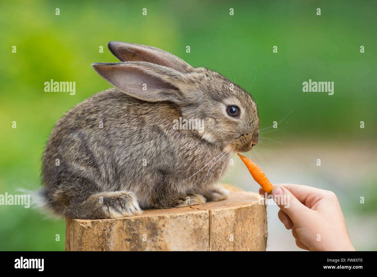 Cute Baby Rabbit. Feeding animal Stock Photo - Alamy