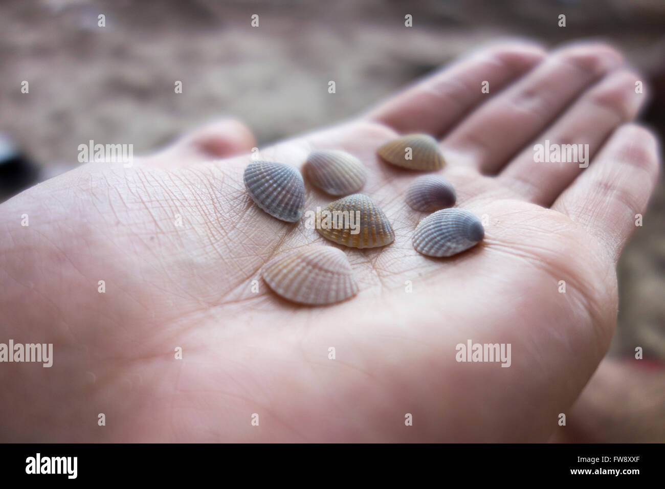 Hand with sea shells Stock Photo - Alamy