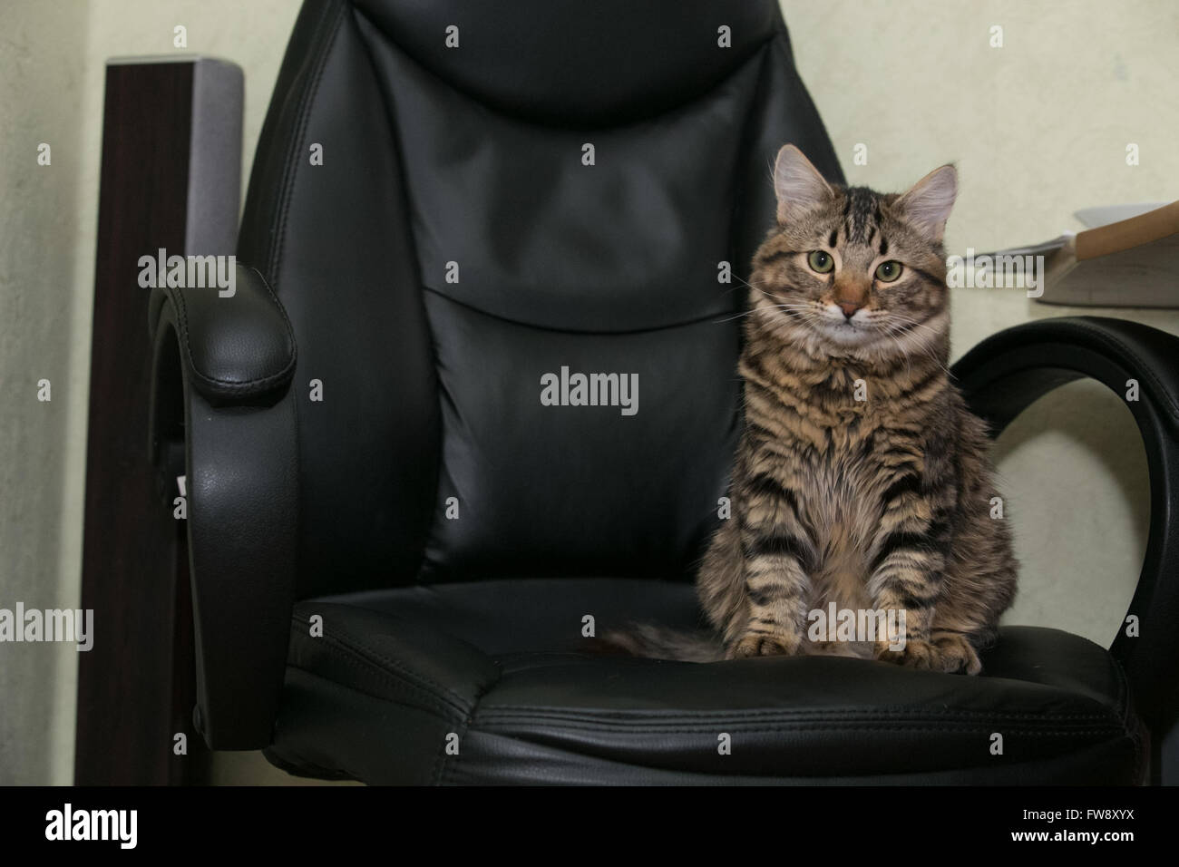 important business cat in leather office chair Stock Photo - Alamy