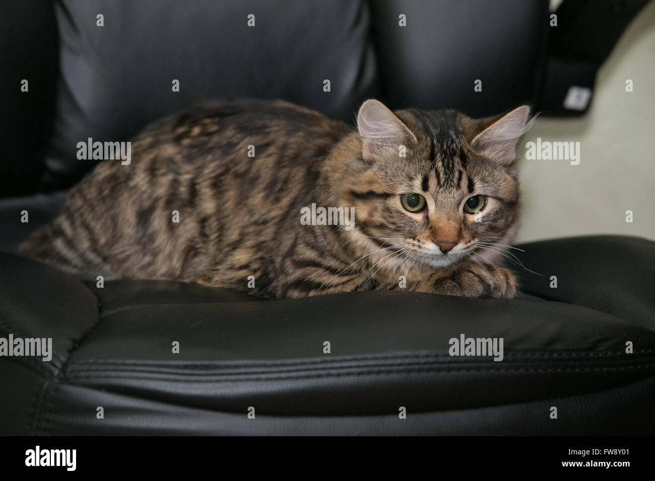 important business cat in leather office chair Stock Photo - Alamy