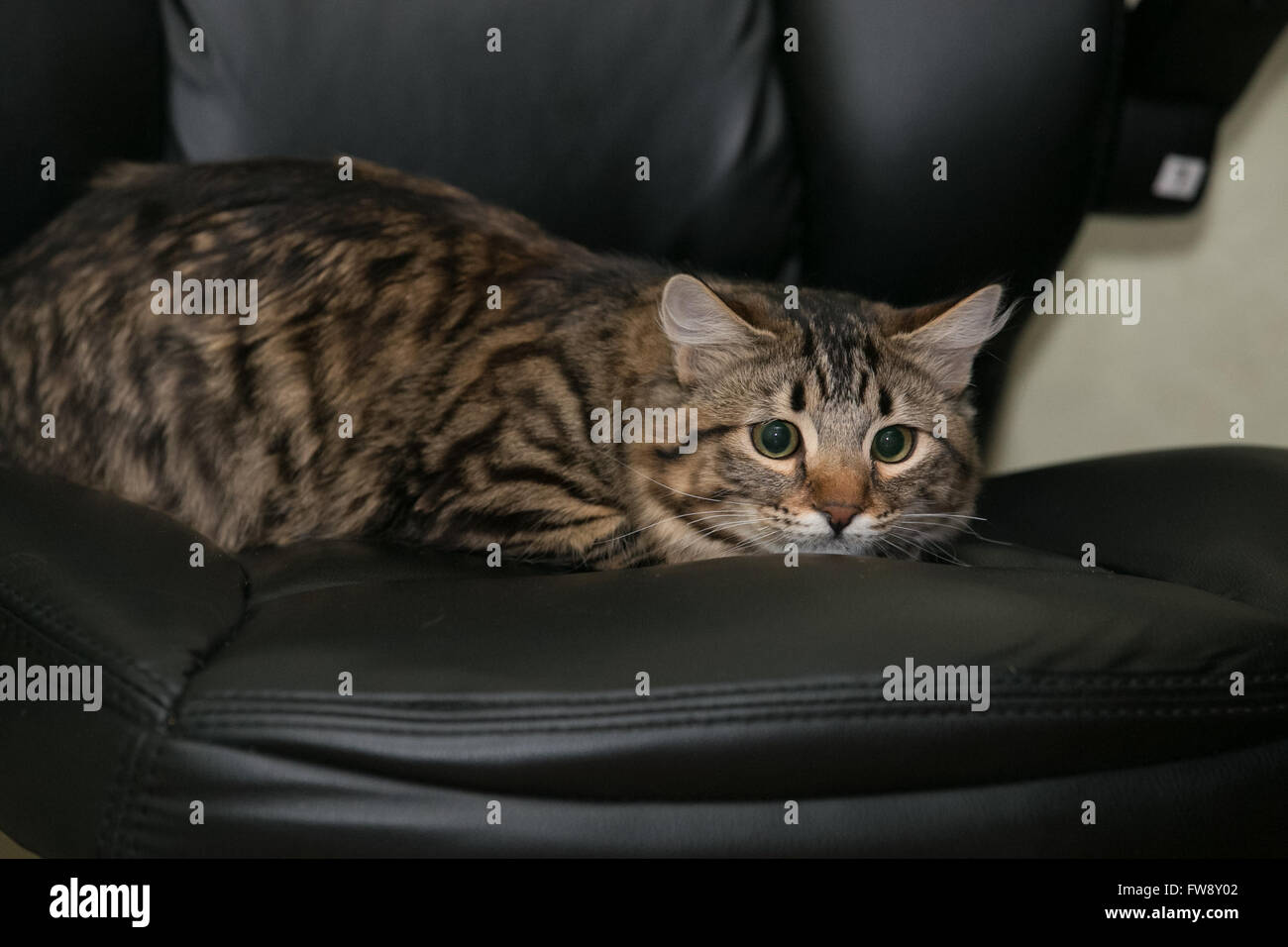 important business cat in leather office chair Stock Photo - Alamy