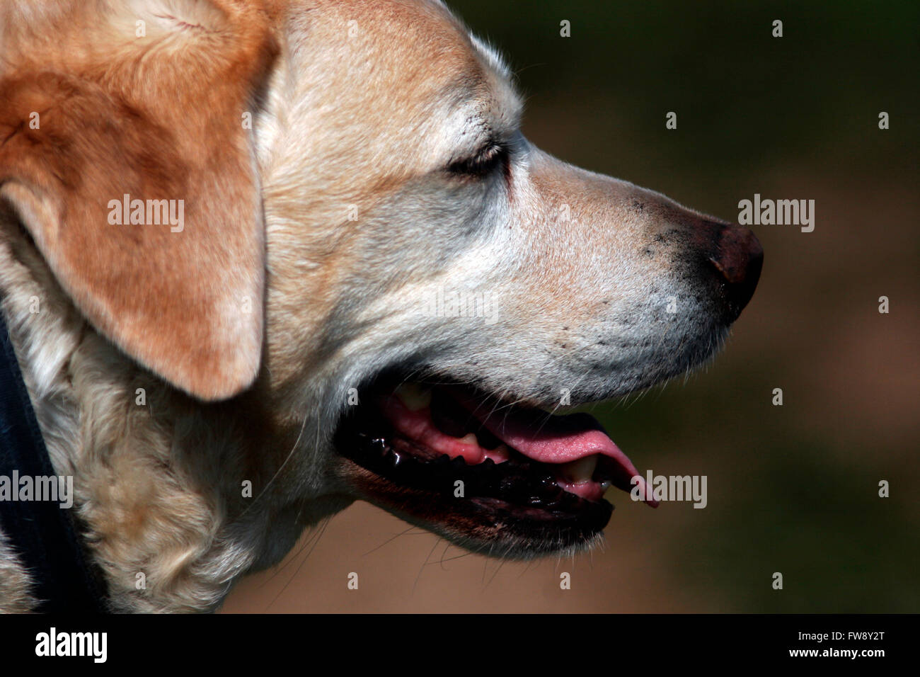Elderly labrador hi-res stock photography and images - Alamy