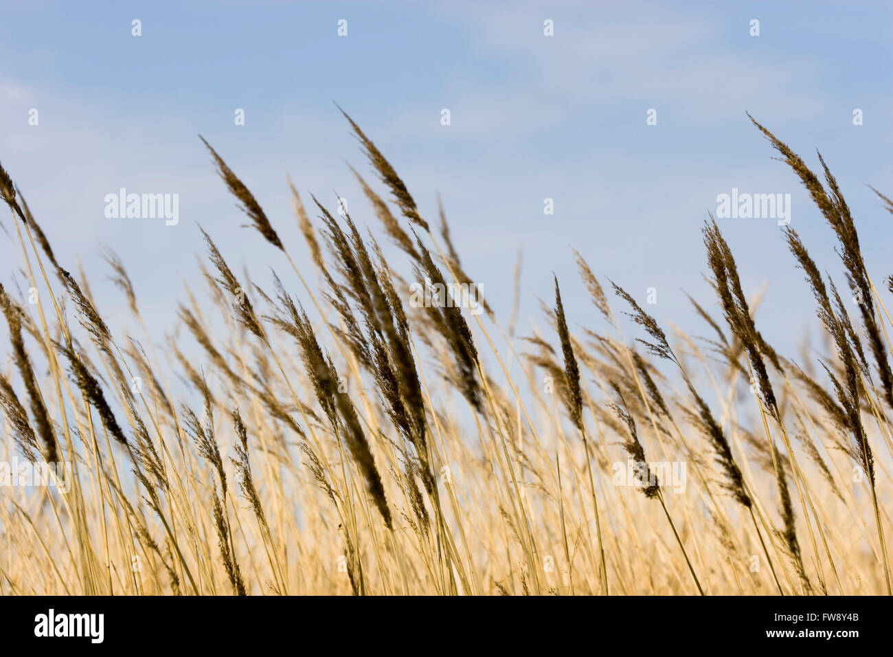 Waving gently hi-res stock photography and images - Alamy