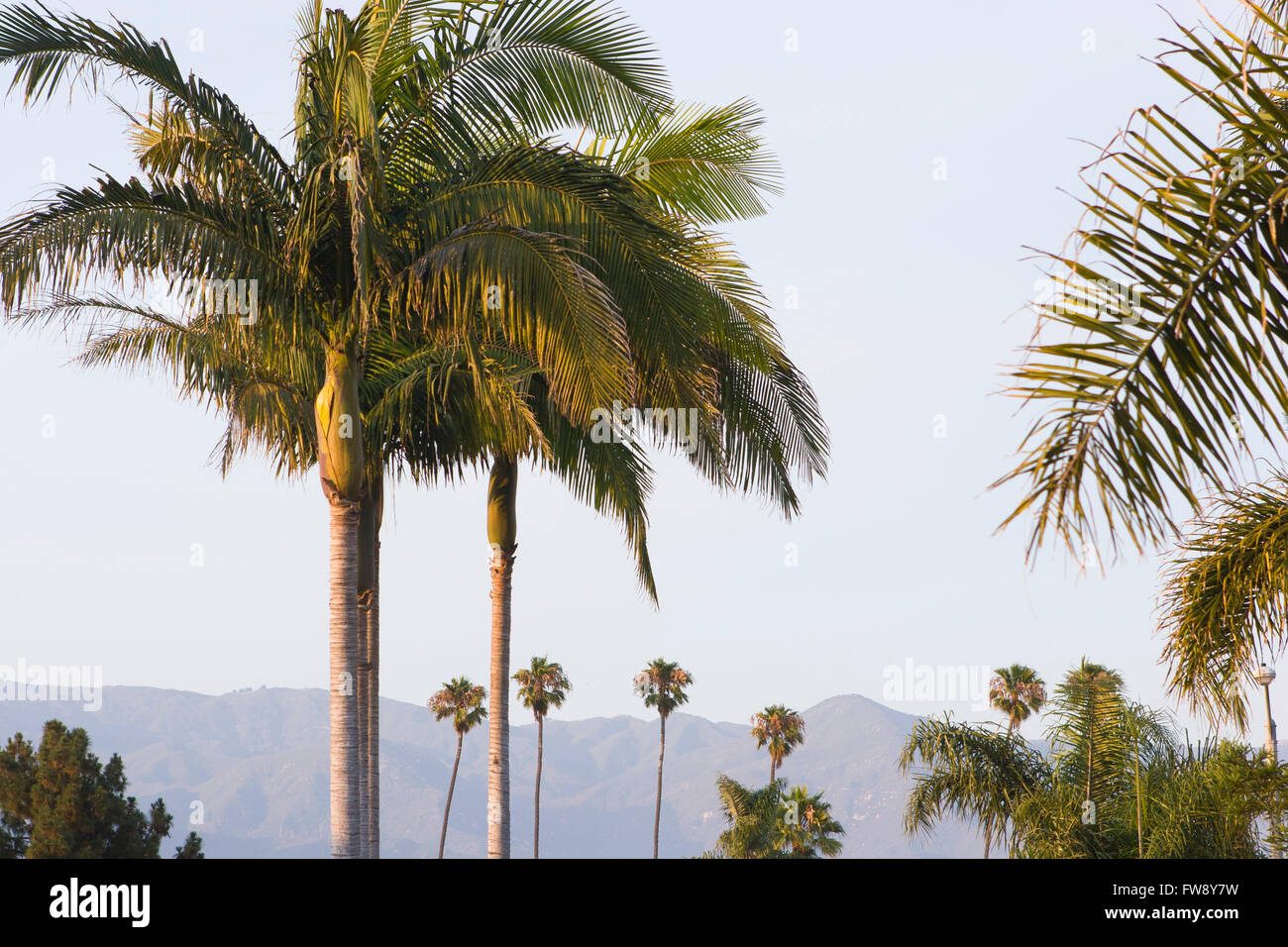 Palm trees with the Sierra Madre mountains in the background, southern ...