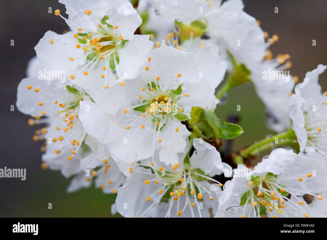 Prunus Salicina