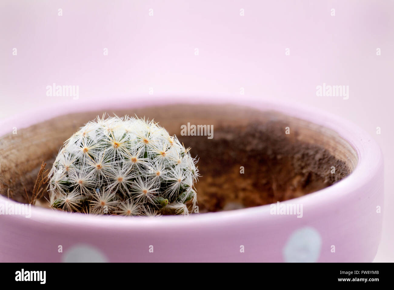 Closeup cactus hi-res stock photography and images - Alamy