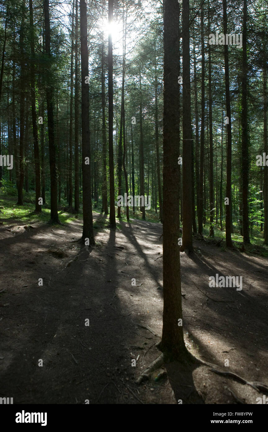 Sunlight casting shadows and shafts of light through a tightly planted ...