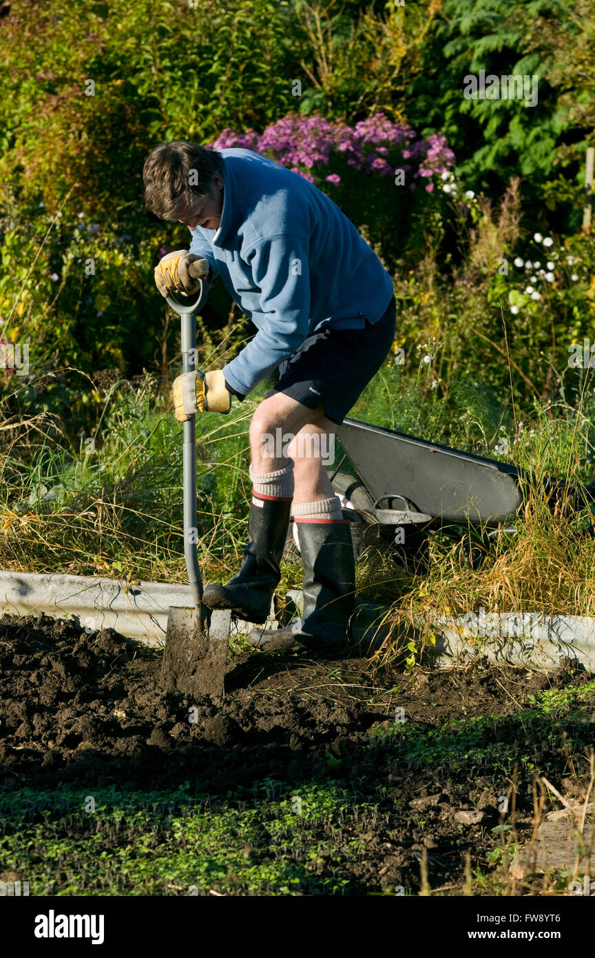 A man out digging on his allotment in the early morning autumn sunshine ...