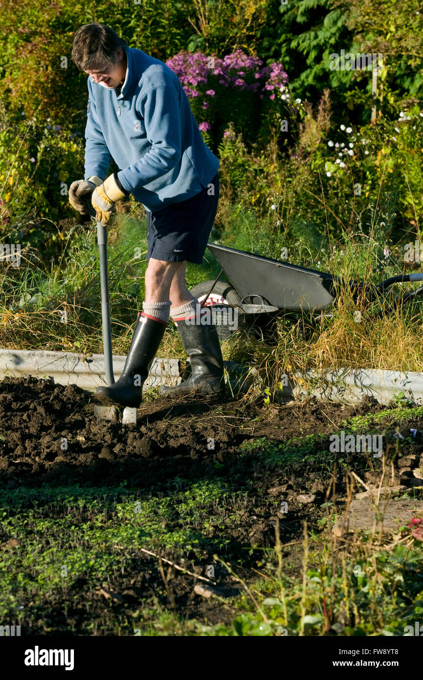 A man out digging on his allotment in the early morning autumn sunshine ...
