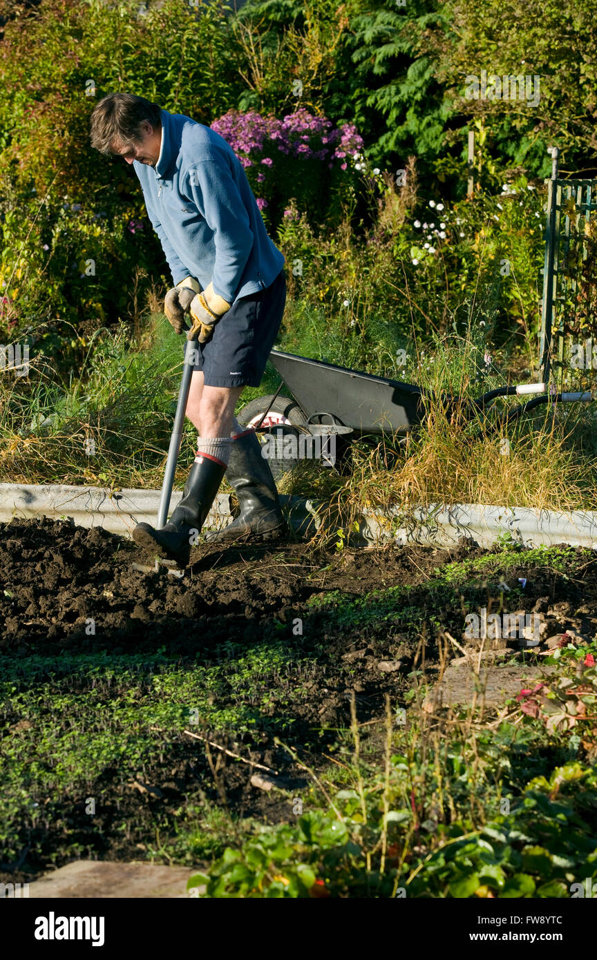 A man out digging on his allotment in the early morning autumn sunshine ...