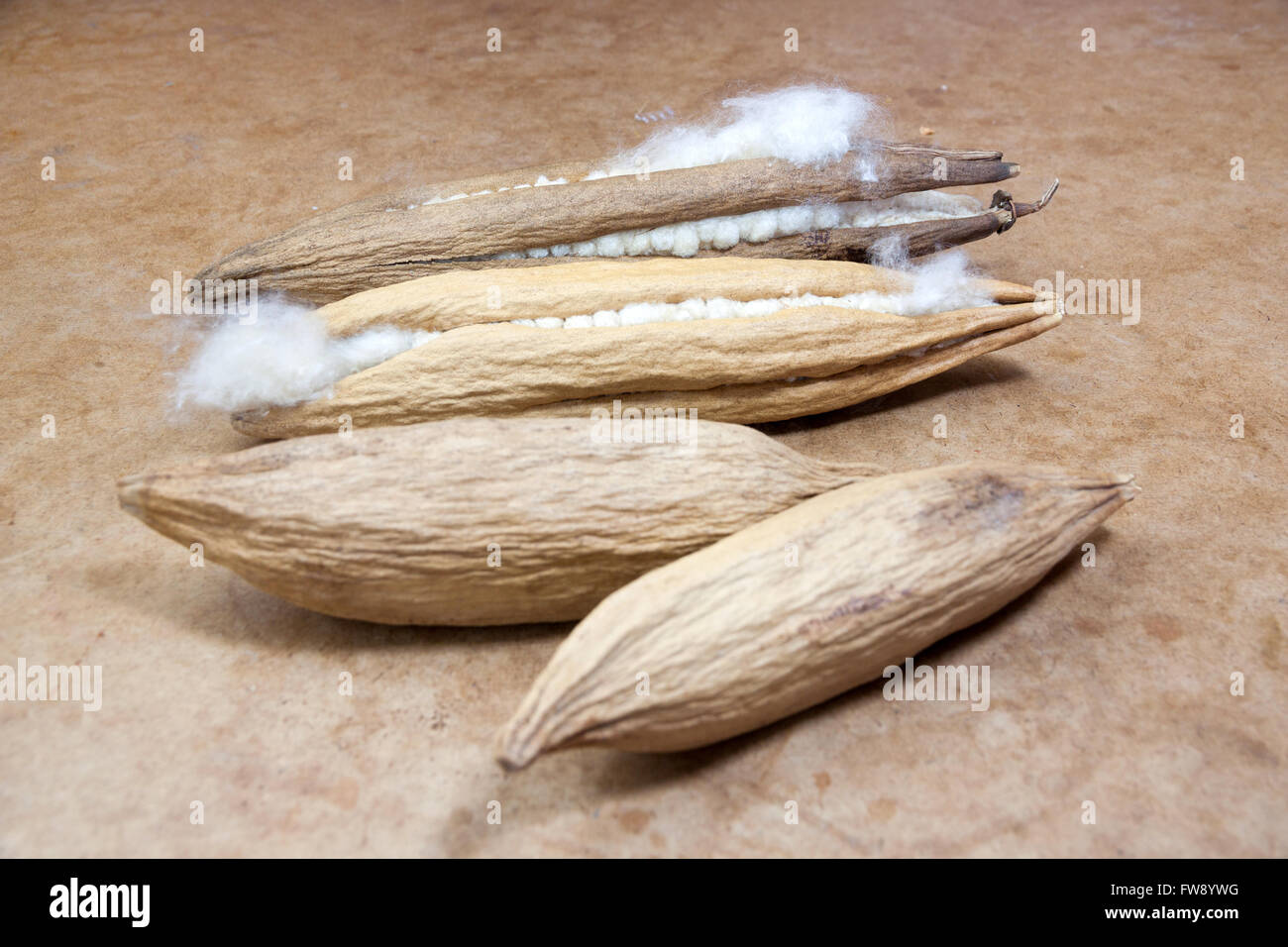 Seed of kapok tree hi-res stock photography and images - Alamy