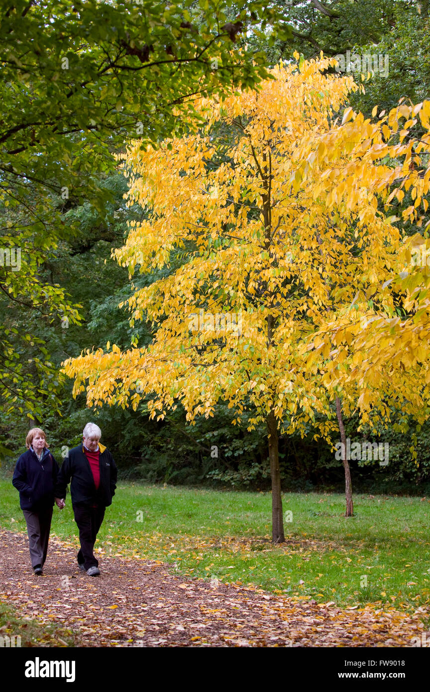 As autumn or fall arrives trees start to turn and leaves take on vivid ...
