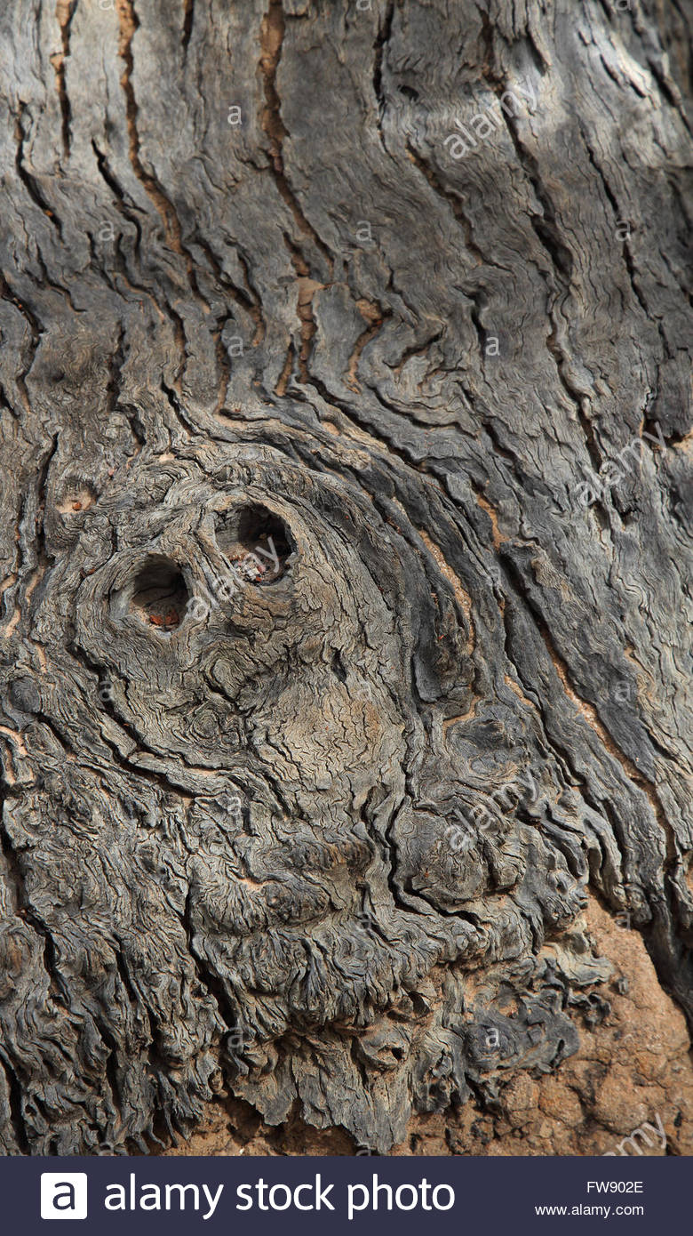 Gnarled Tree Bark Stock Photos & Gnarled Tree Bark Stock Images - Alamy