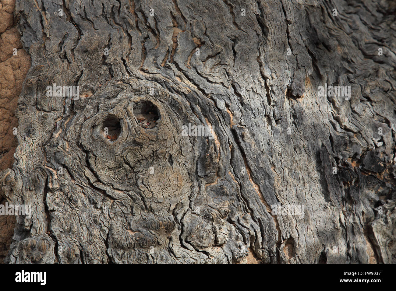 Gnarled face hi-res stock photography and images - Alamy