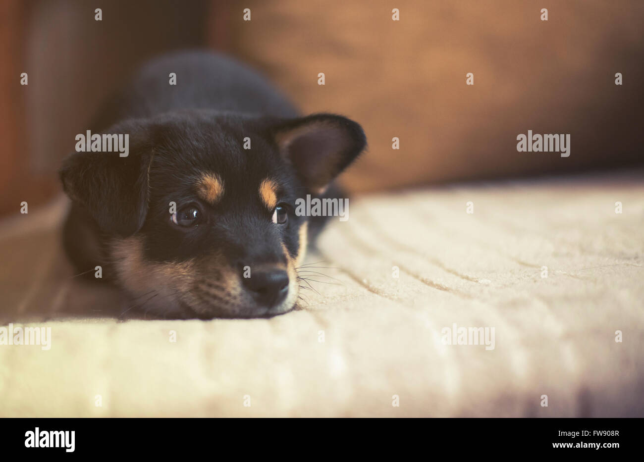 sad shiba inu on bed, vintage effect Stock Photo - Alamy