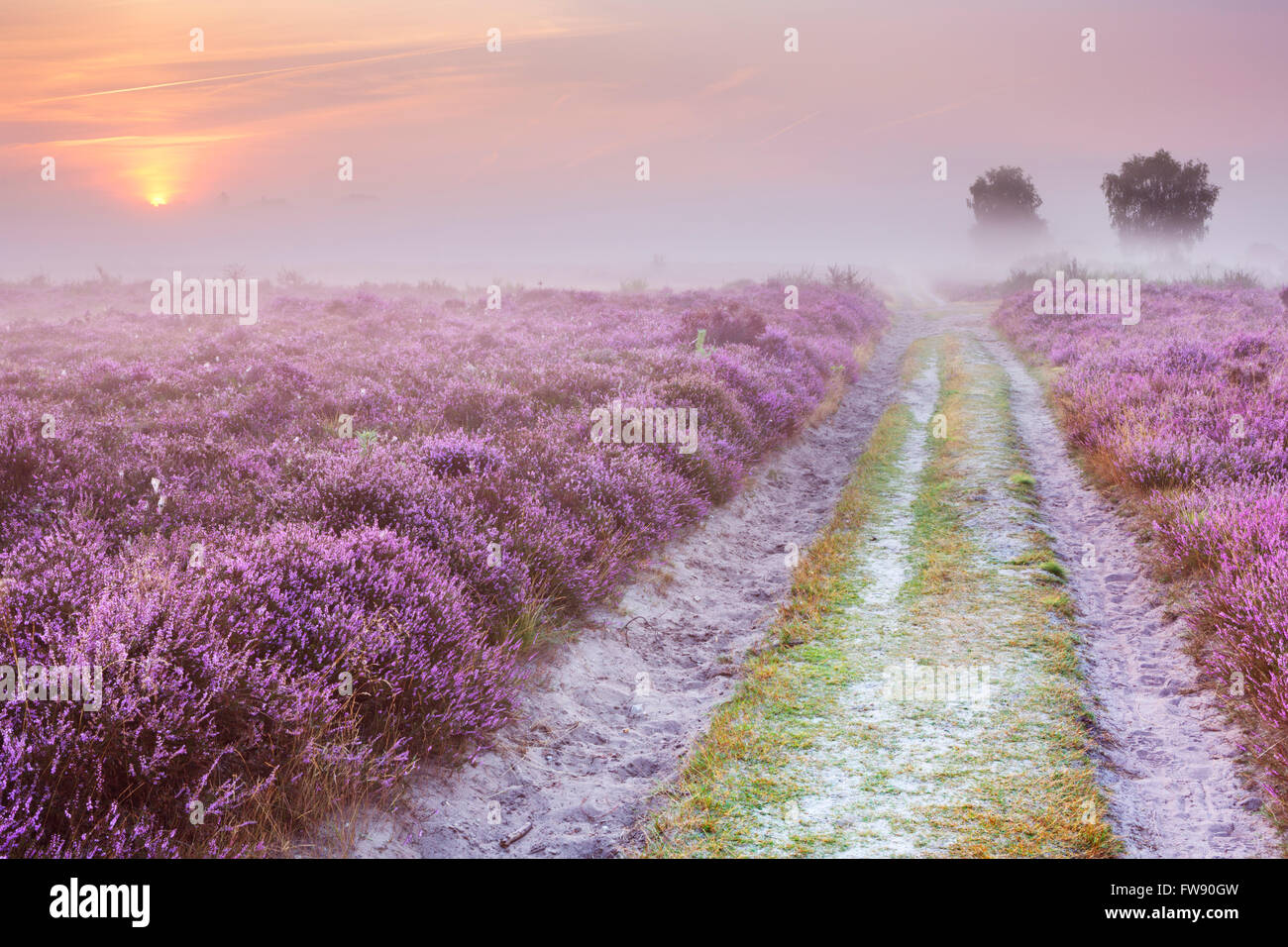 Path through blooming heather on a foggy morning at sunrise ...