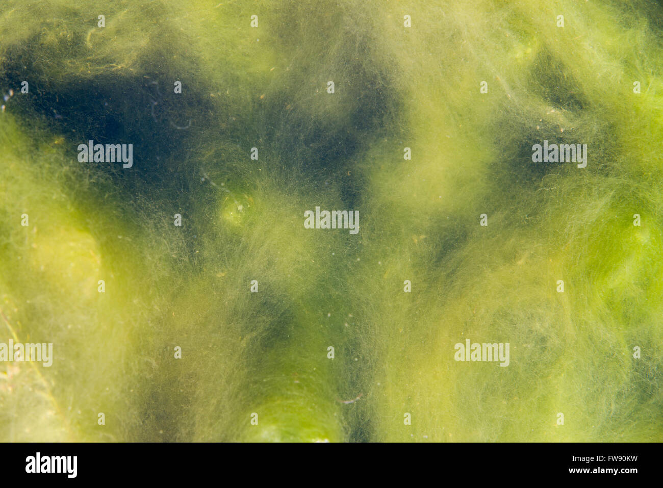 green algae patterns on the water Stock Photo - Alamy