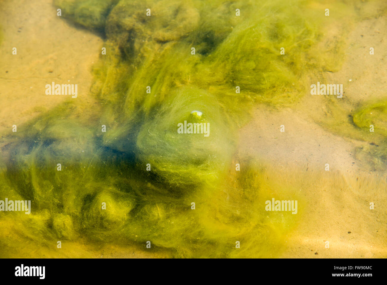 green algae patterns on the water Stock Photo - Alamy