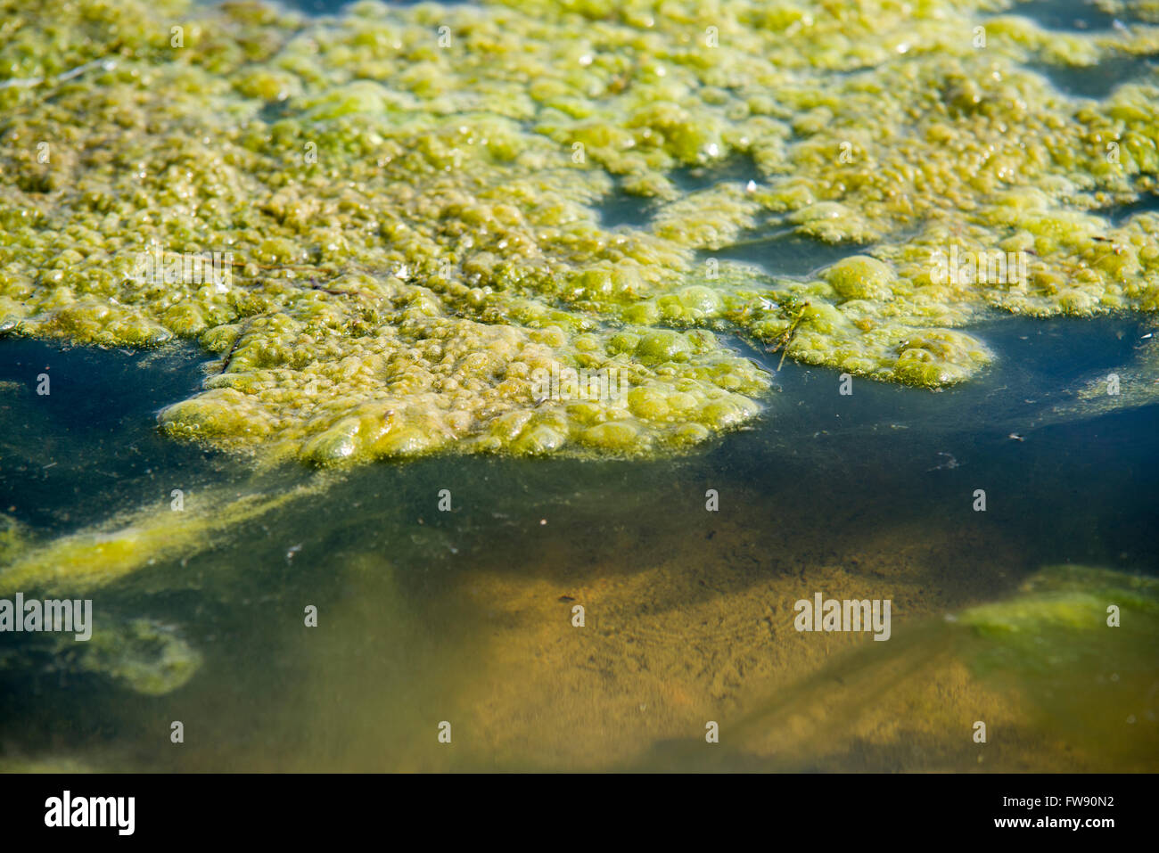 green algae patterns on the water Stock Photo - Alamy