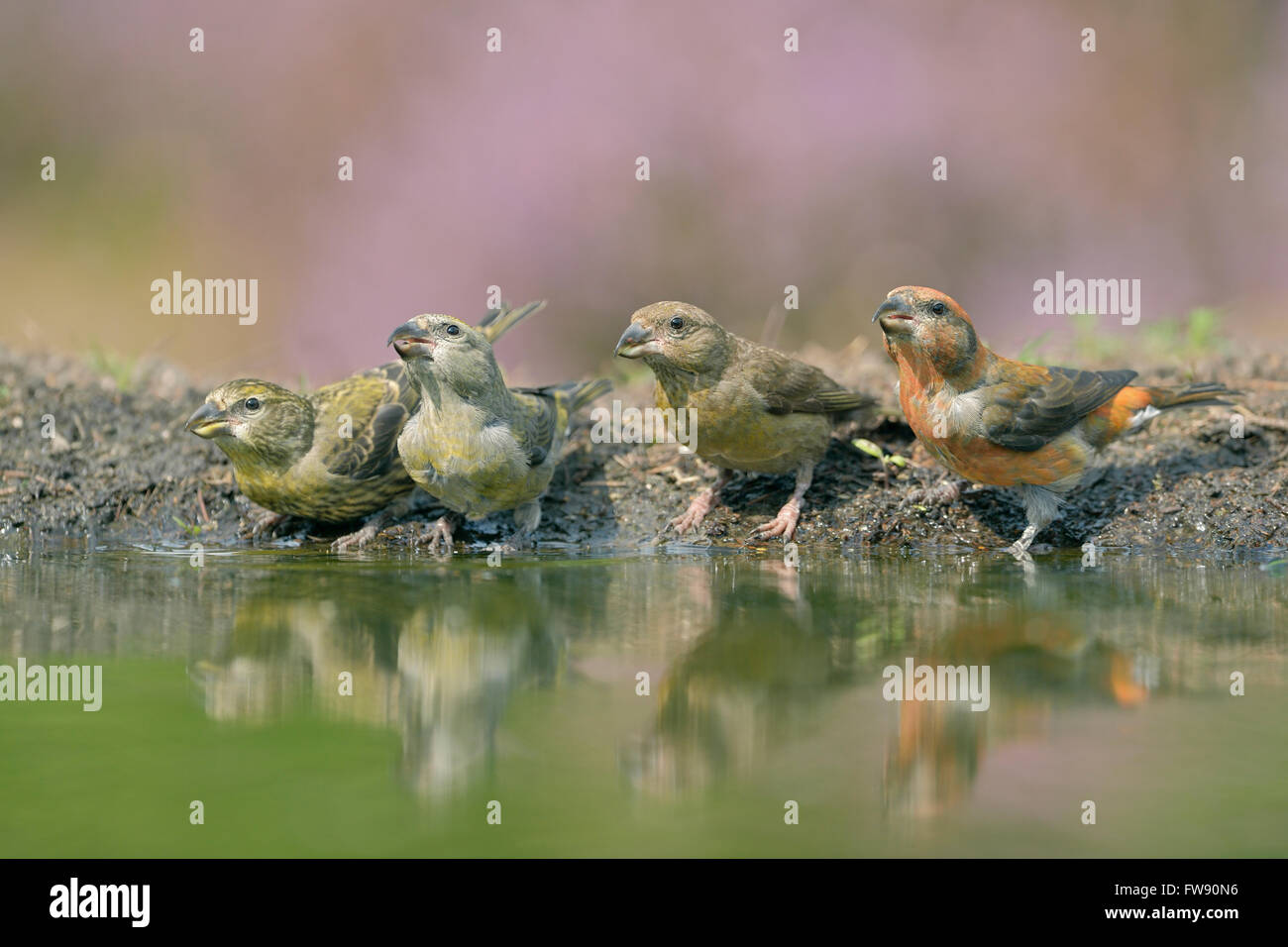 Red crossbill common crossbills hi-res stock photography and images - Alamy