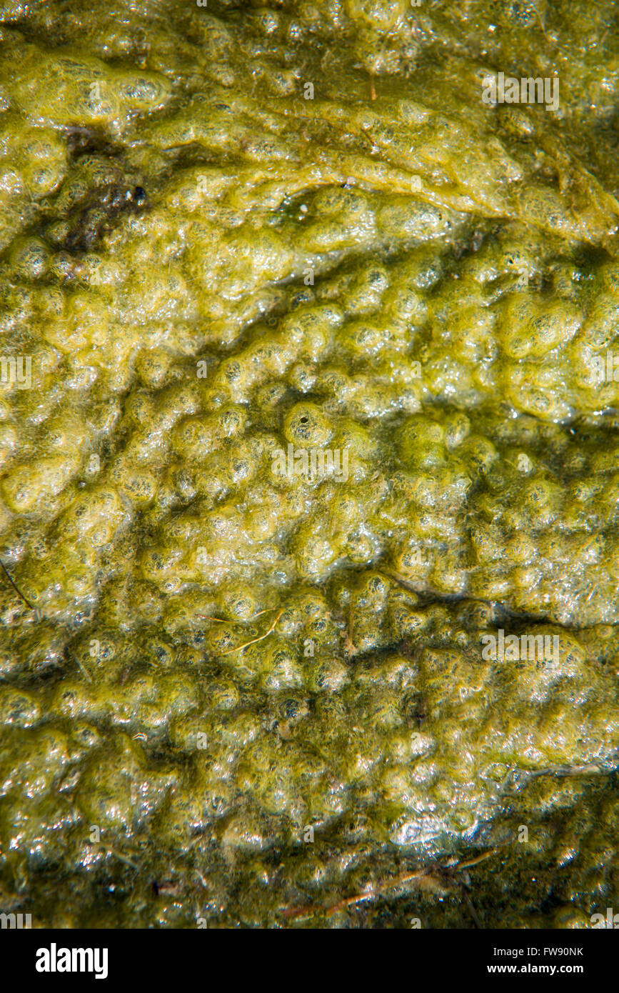 green algae patterns on the water Stock Photo - Alamy