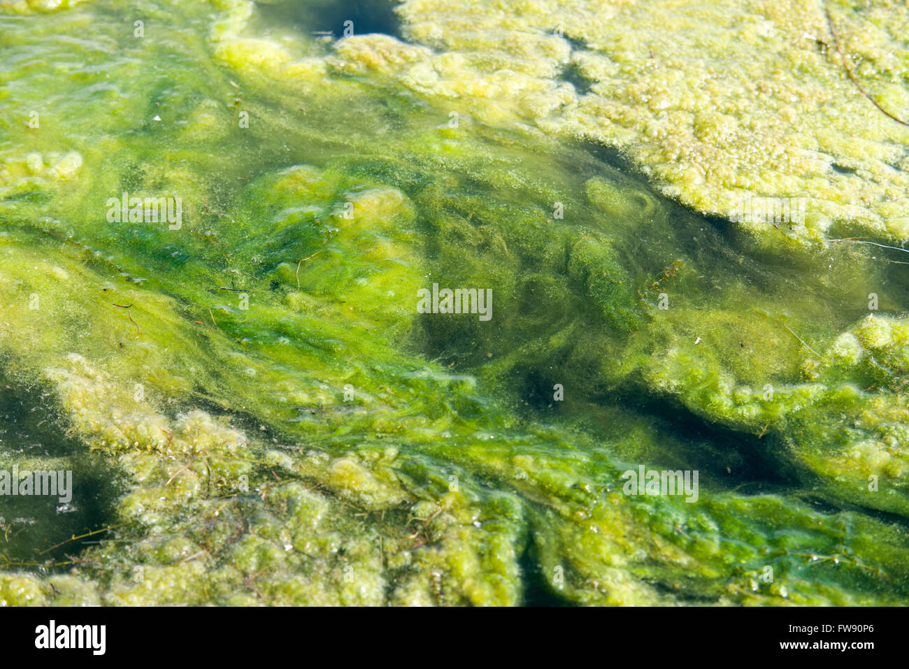 green algae patterns on the water Stock Photo - Alamy
