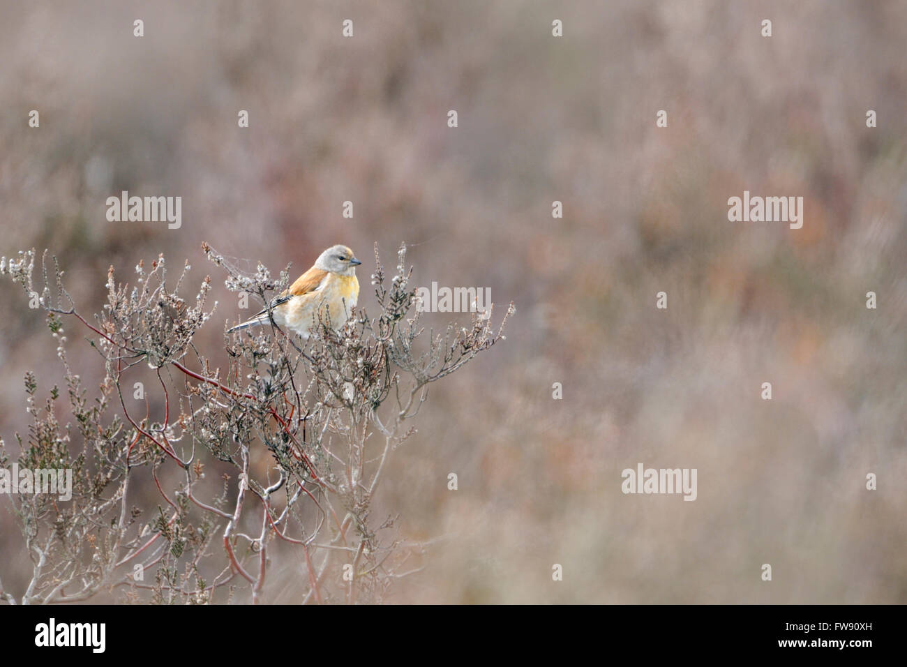Heather bird hi-res stock photography and images - Alamy
