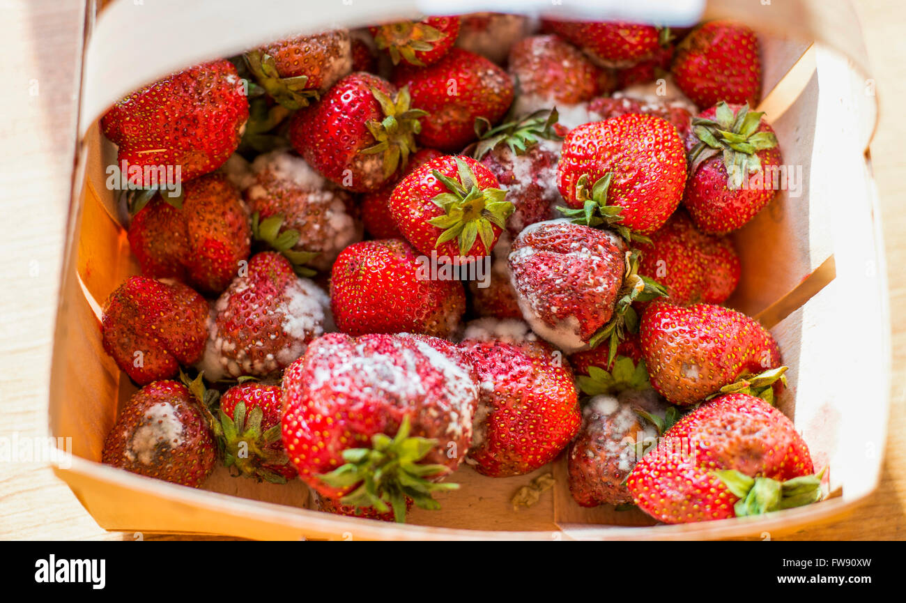 Punnet of rotten strawberries Stock Photo - Alamy