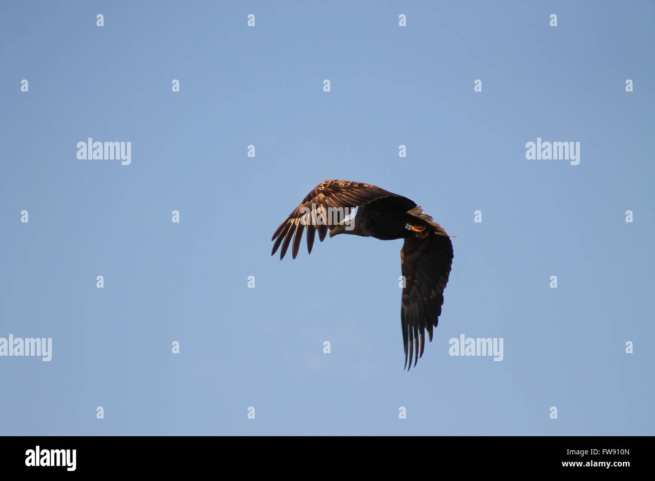 Rising eagle hi-res stock photography and images - Alamy
