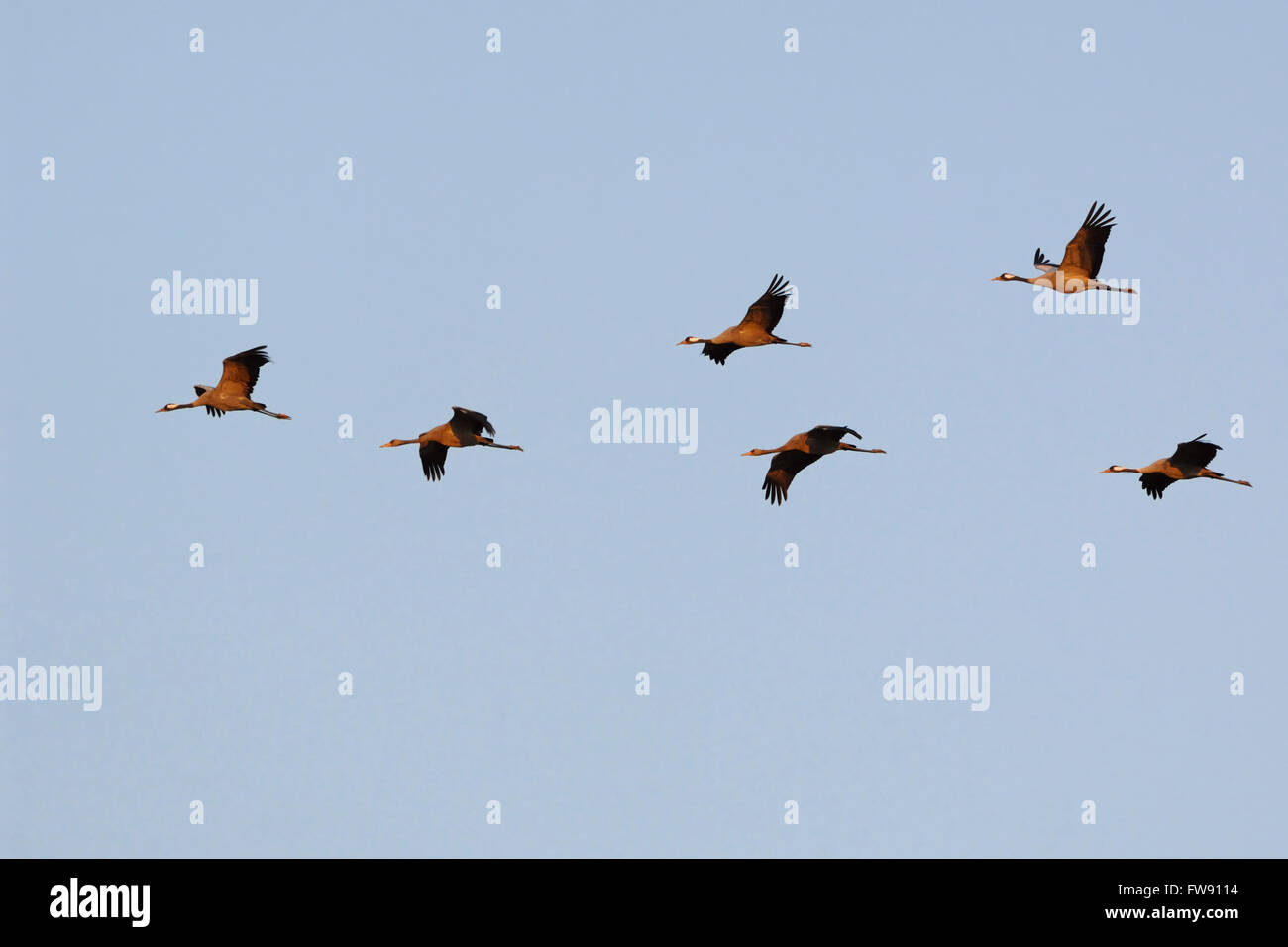 Typical flight formation hi-res stock photography and images - Alamy