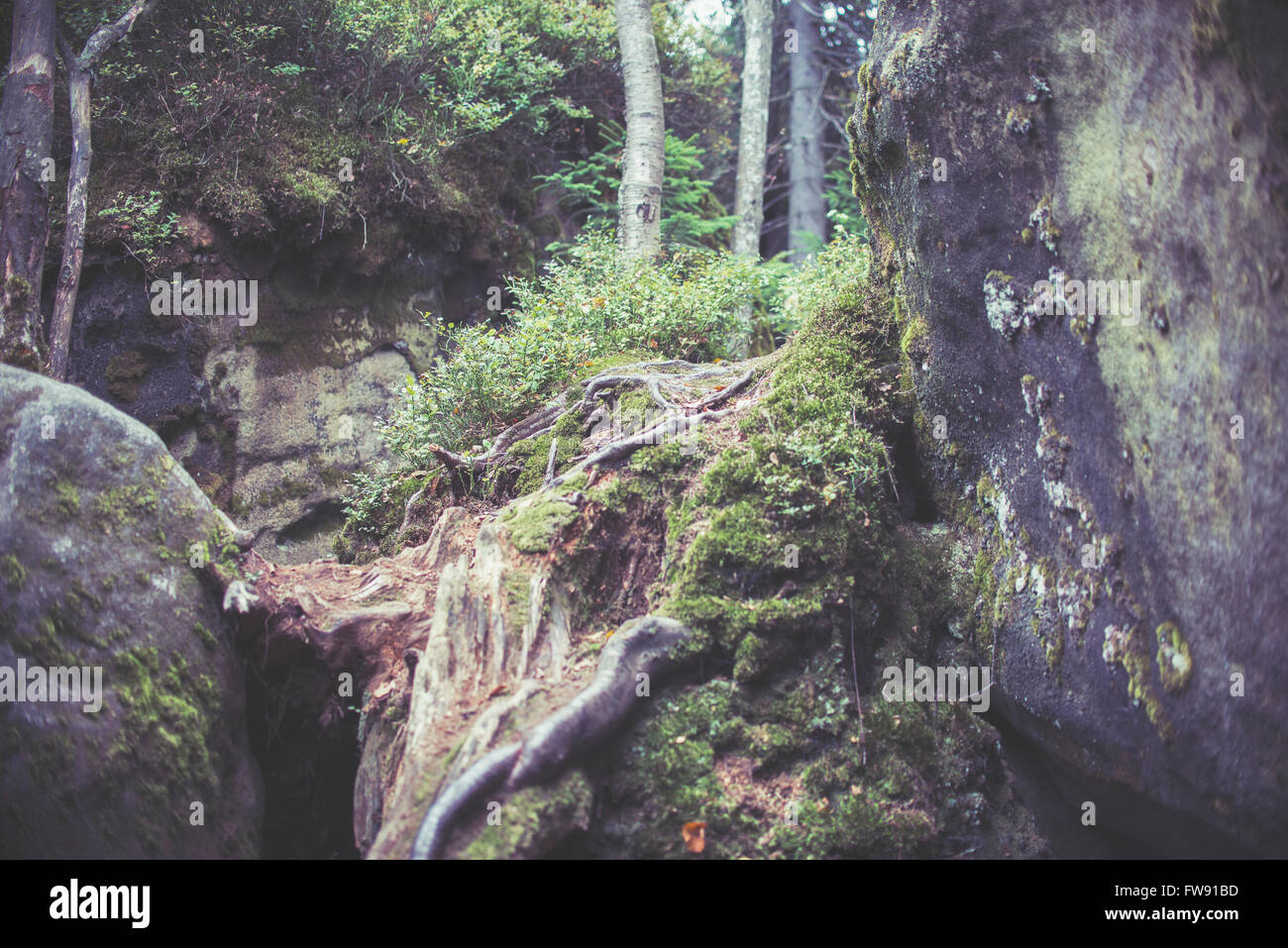 roots of a tree in a forest , vintage effect Stock Photo - Alamy