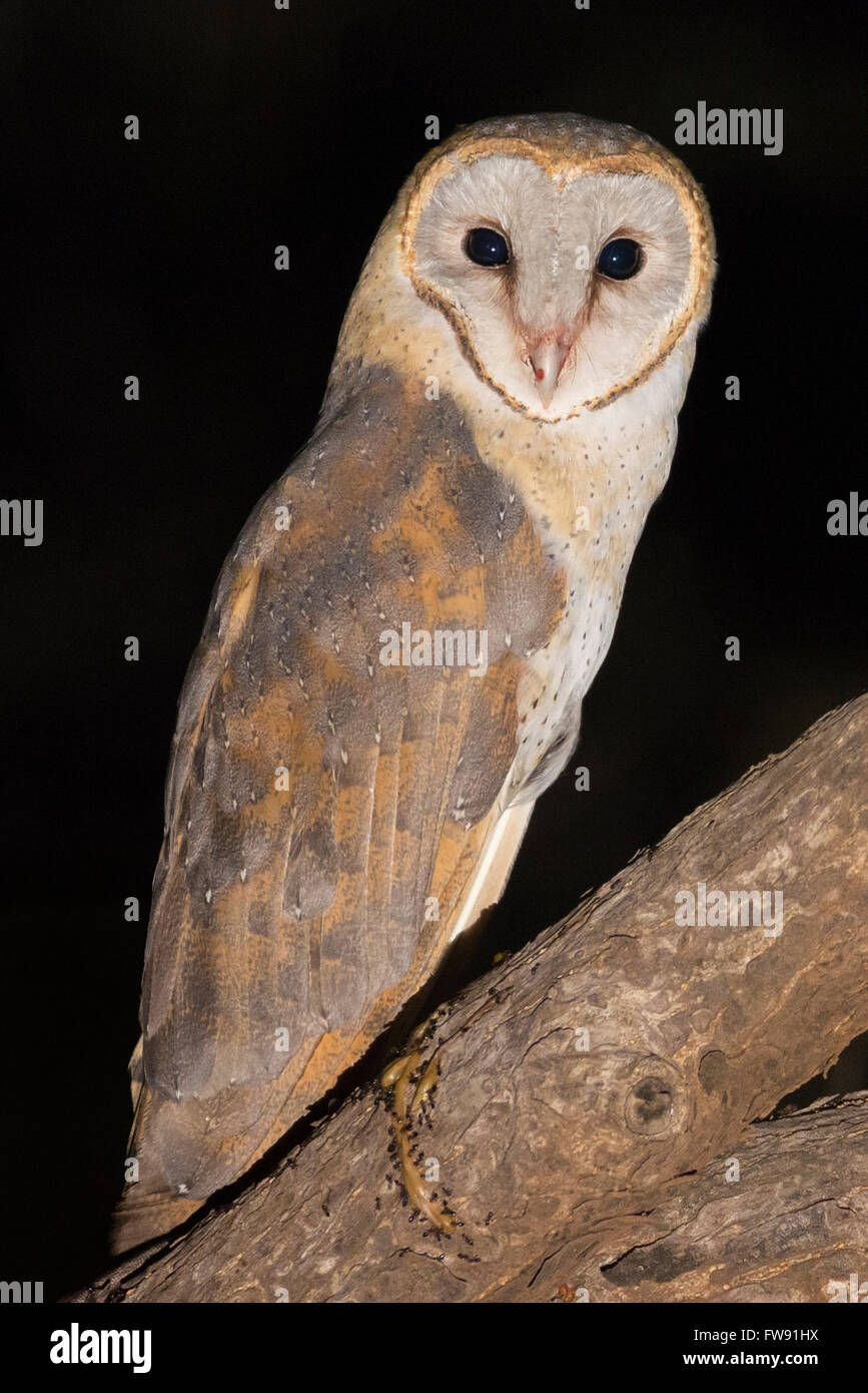 A wild Barn owl (Tyto alba) perched on a branch of a tree at night ...