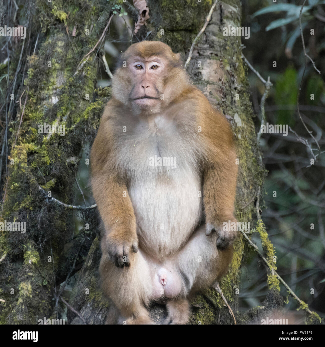 Bhutan fauna hi-res stock photography and images - Alamy