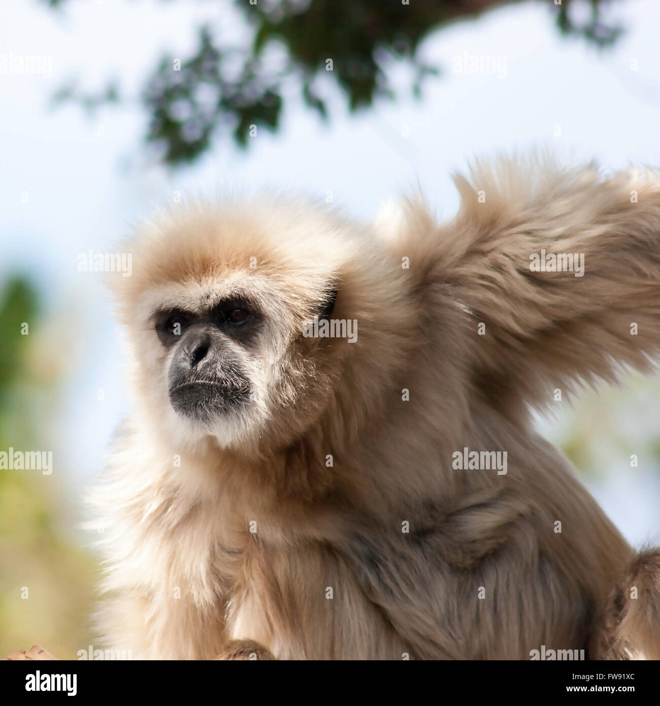 White Handed Adult Gibbon Watching Stock Photo - Alamy
