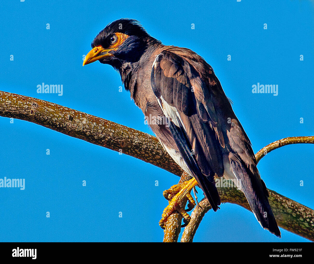 Common myna bird hi-res stock photography and images - Alamy