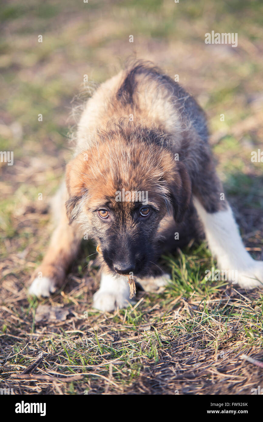 sad portrait of young dog on grass Stock Photo - Alamy