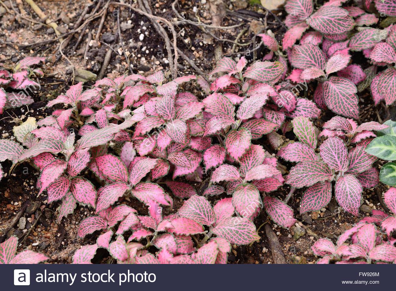Fittonia Stock Photos & Fittonia Stock Images - Alamy