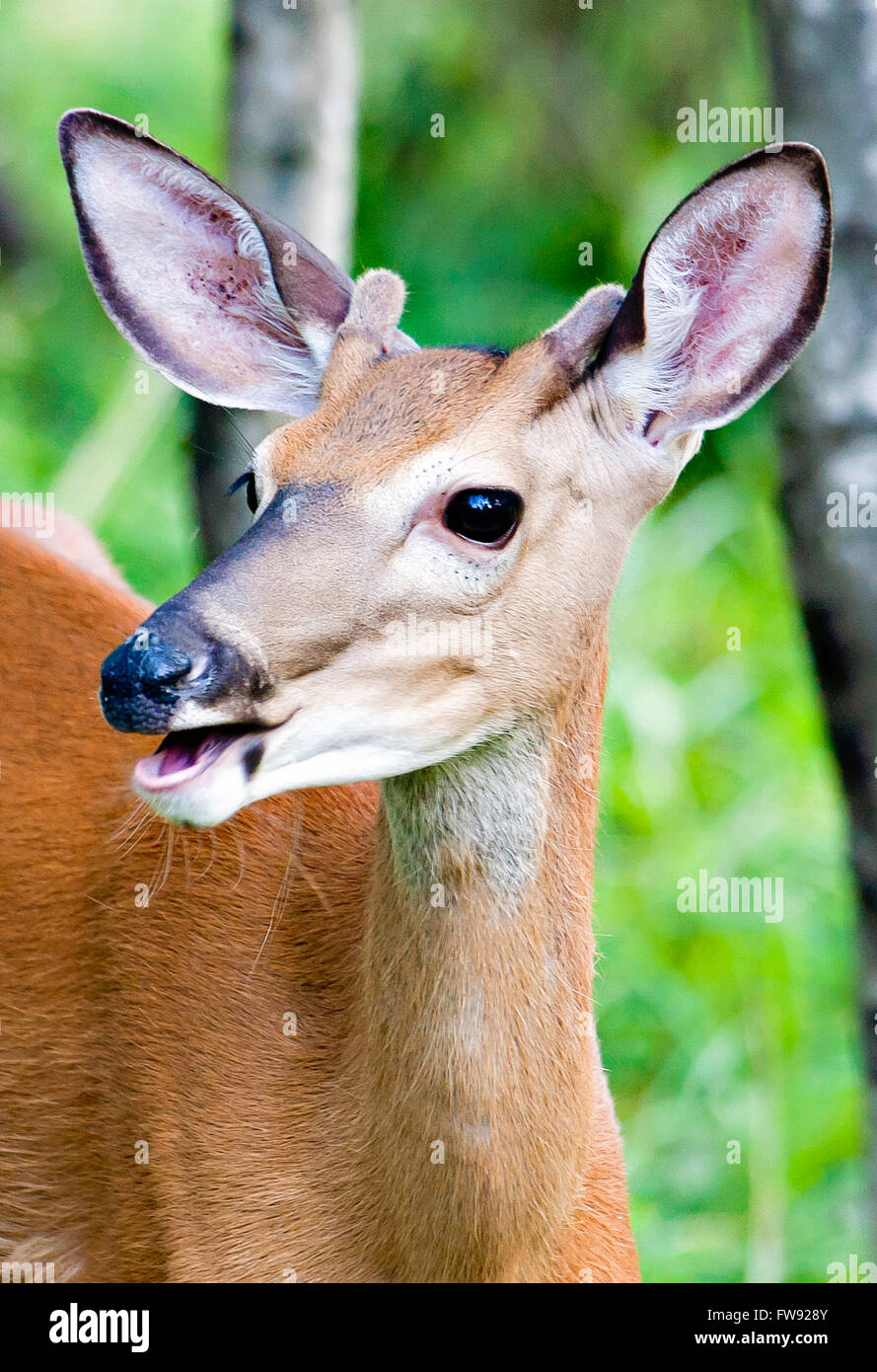 Deer Mouth