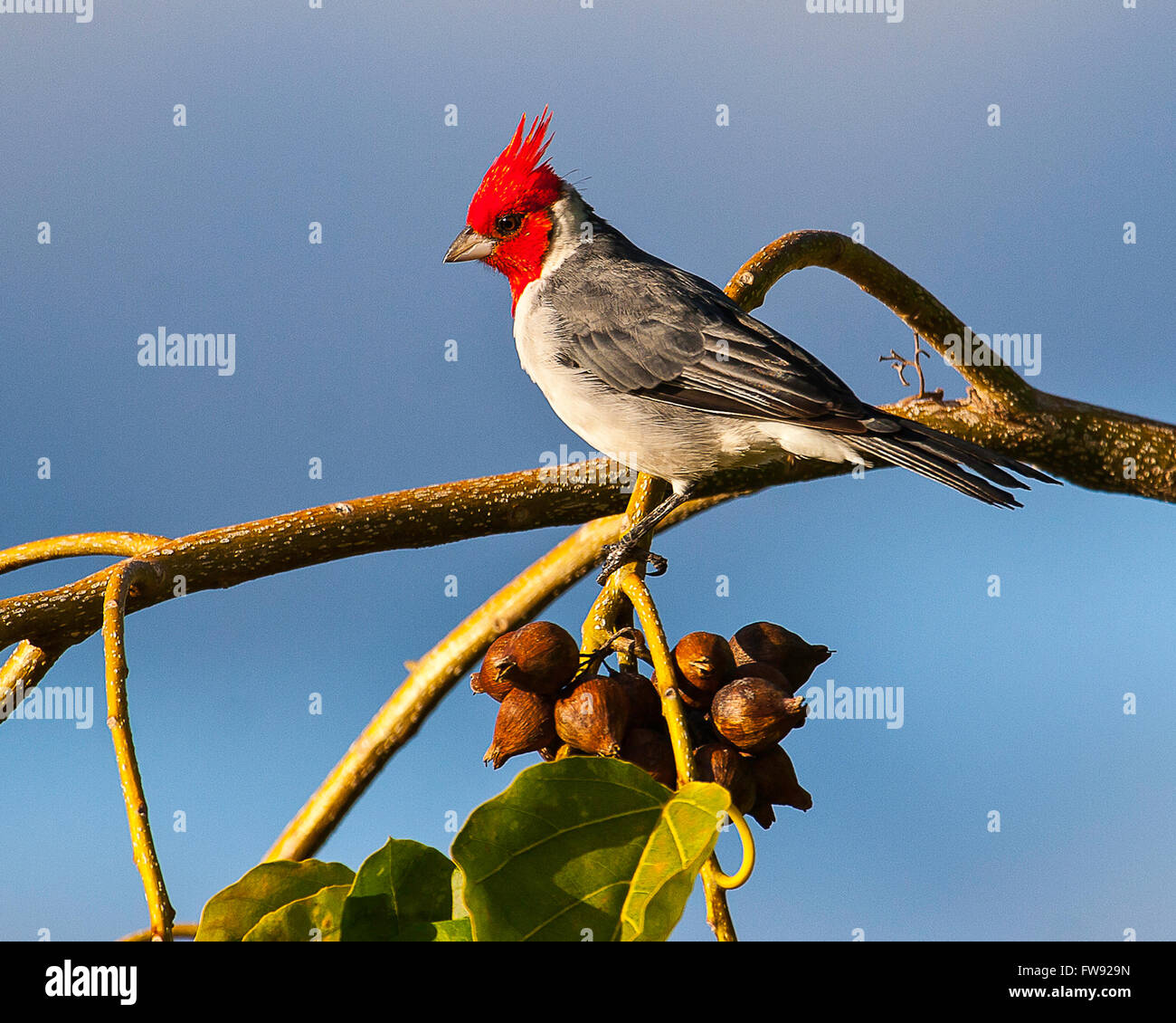 Red Crested Cardinal Standing on Branch with Blue Sky Stock Photo - Alamy