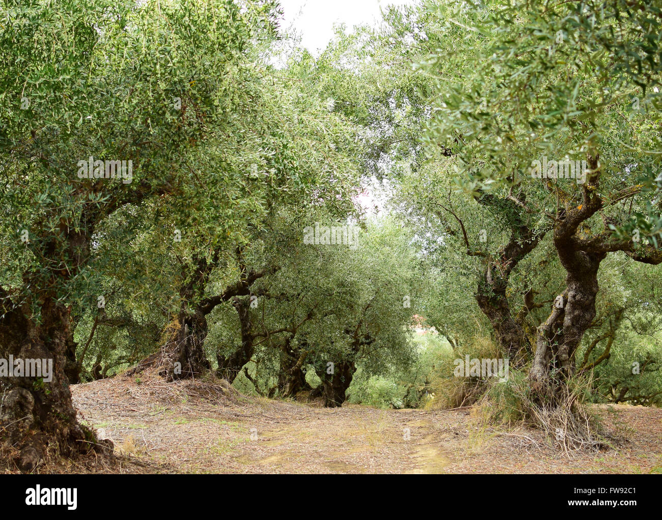 Old olive trees in hi-res stock photography and images - Alamy