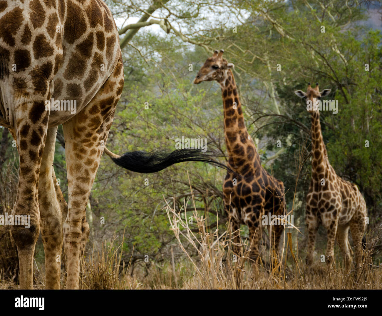 Giraffe tail hi-res stock photography and images - Alamy