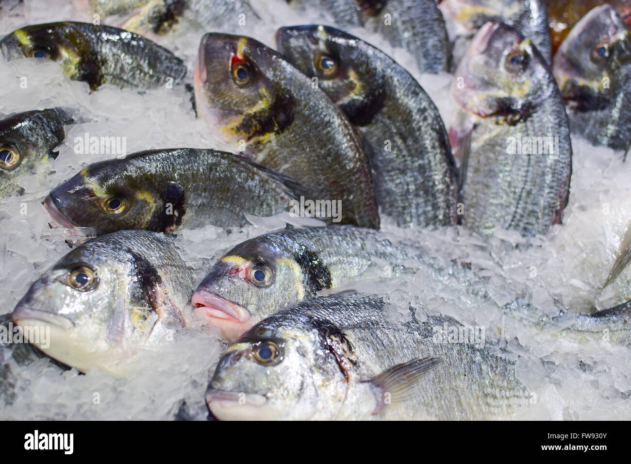 Frost fish hi-res stock photography and images - Alamy