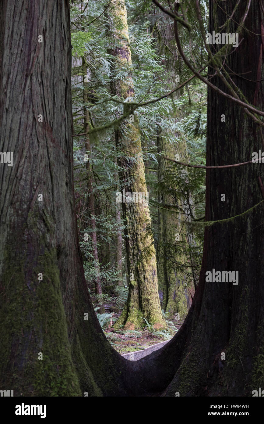 Trees in a forest, Cathedral Grove, Vancouver Island, British Columbia ...