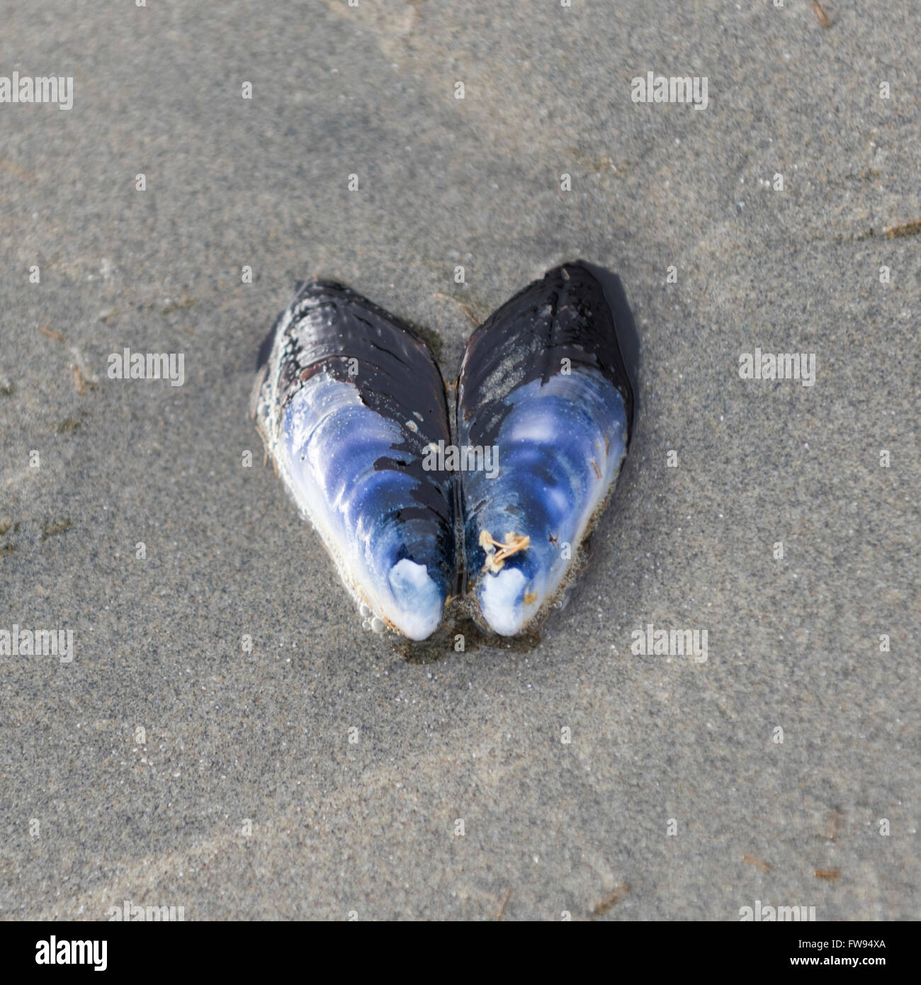 Seashell on sand, Cox Bay, Pacific Rim National Park Reserve, Tofino ...