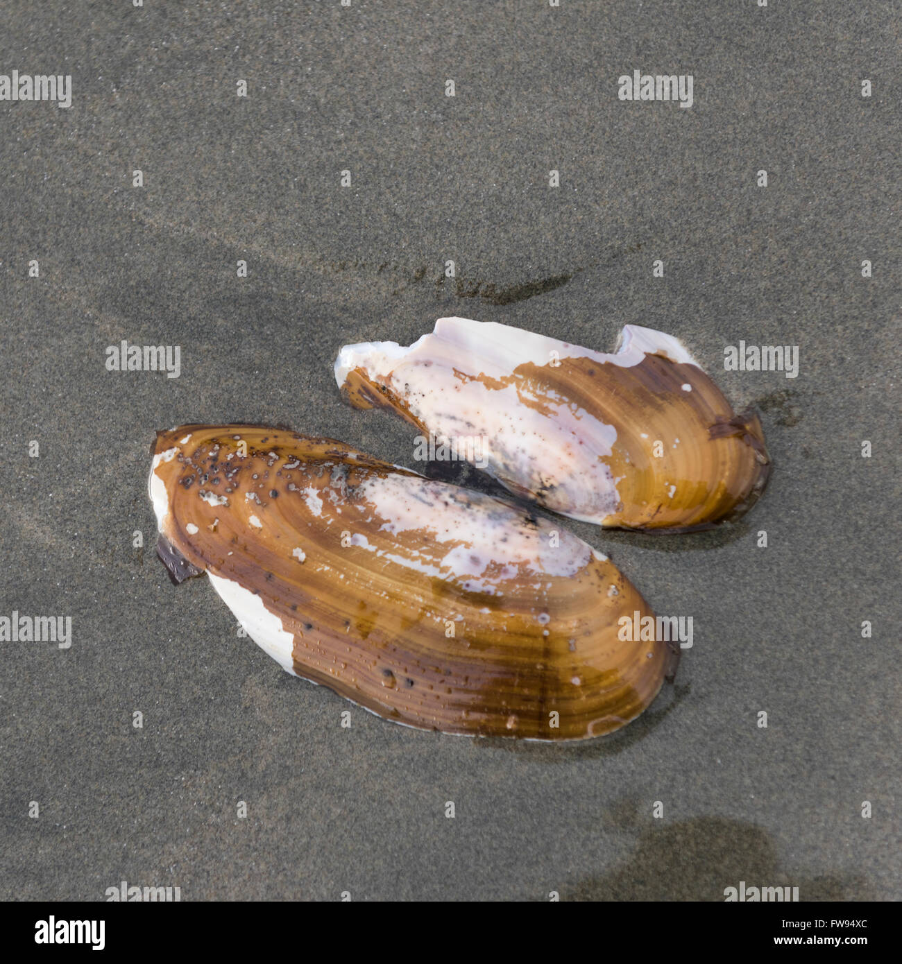 Seashell on sand, Cox Bay, Pacific Rim National Park Reserve, Tofino ...