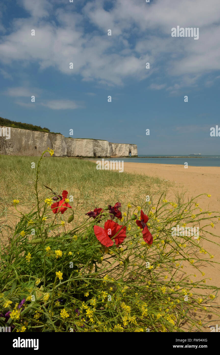 White cliffs at Kingsgate beach. Broadstairs. Kent. England. UK. Europe ...