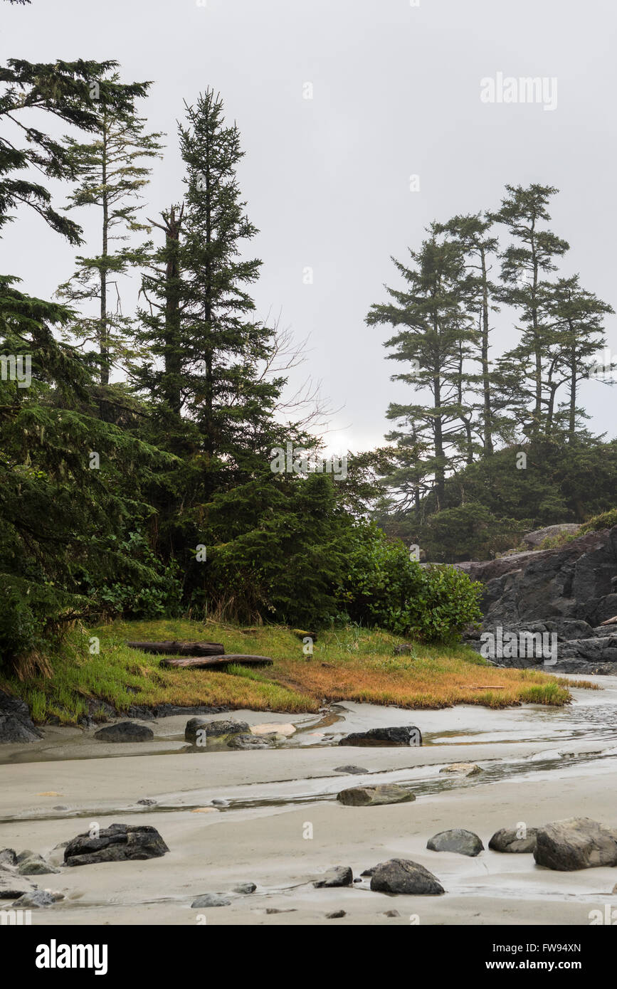 View of coastline, Pettinger Point, Cox Bay, Pacific Rim National Park ...