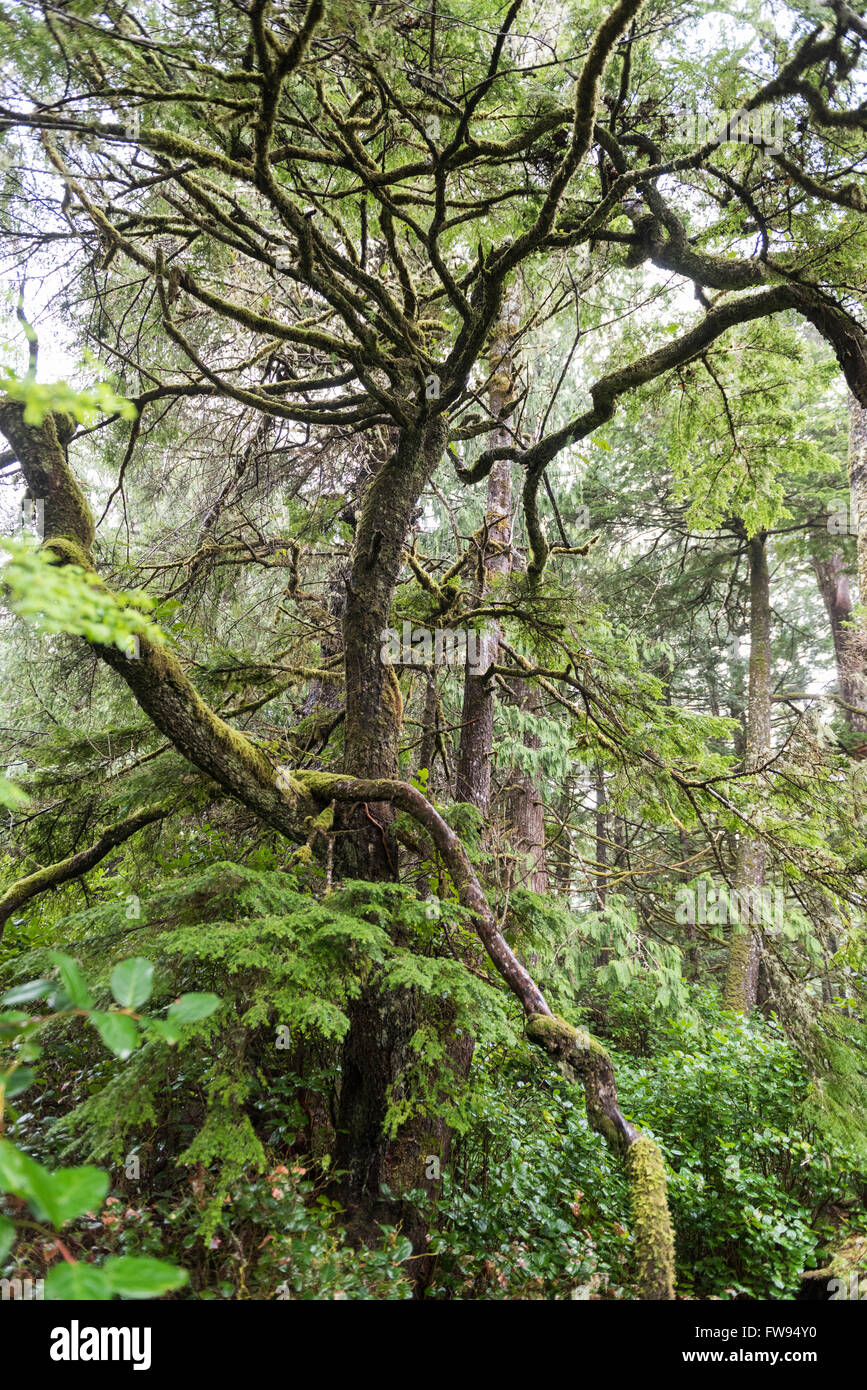 Trees in a forest, Pettinger Point, Cox Bay, Pacific Rim National Park ...