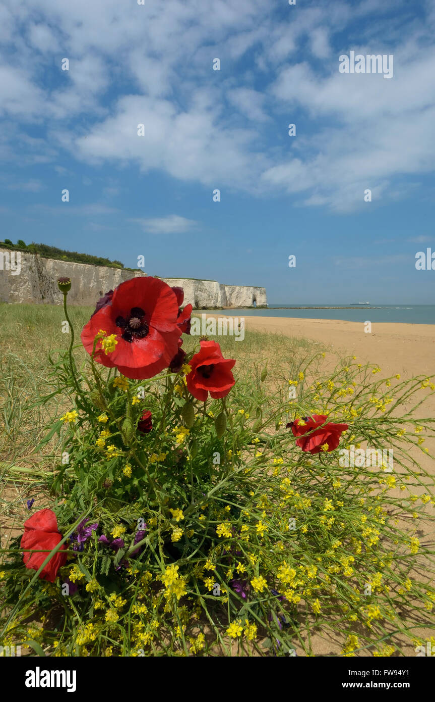 White cliffs at Kingsgate beach. Broadstairs. Kent. England. UK. Europe ...